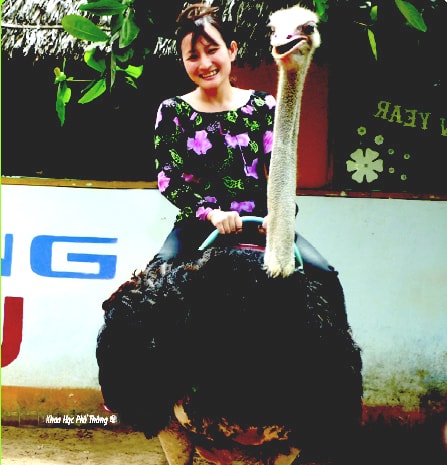 Về vườn... cưỡi đà điểu