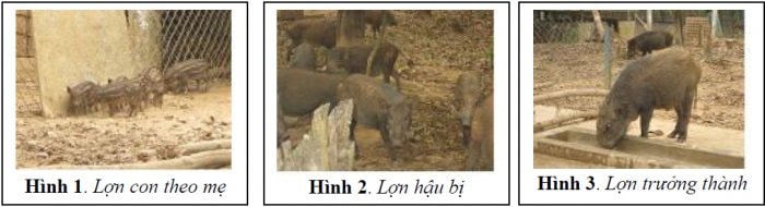 Nghiên cứu nuôi heo rừng