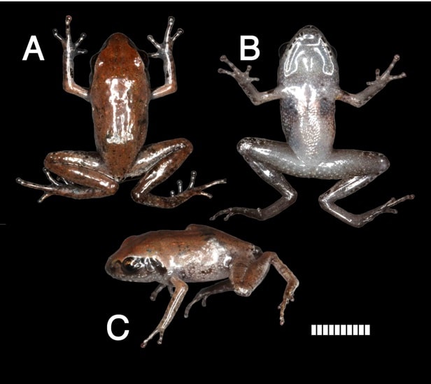 Phát hiện loài ếch cây mới cho khoa học thuộc giống ếch cây Liuixalus ở ...