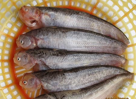 Hấp dẫn món cá trèn