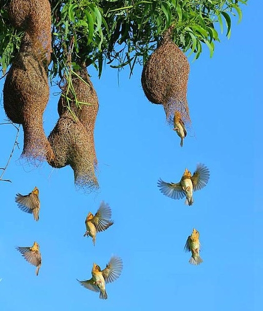 Độc đáo tổ chim dòng dọc