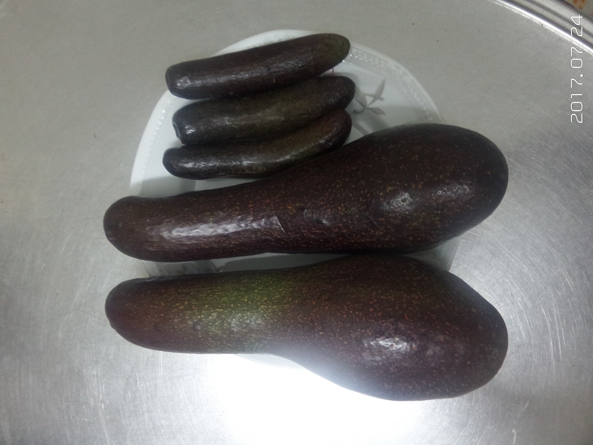 Có giống bơ đực?