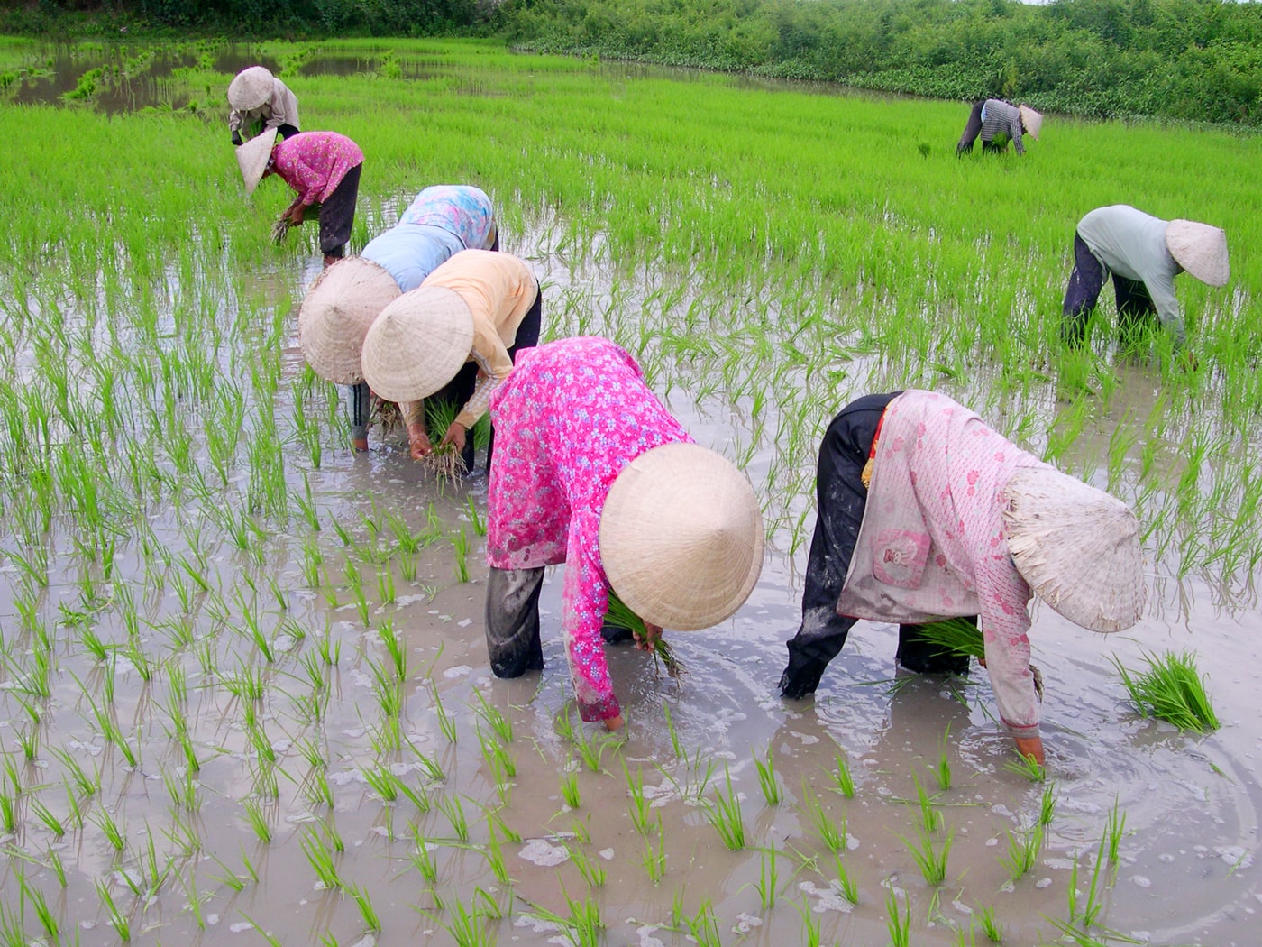 Đồng Tháp: Trồng thí điểm giống lúa mùa hữu cơ