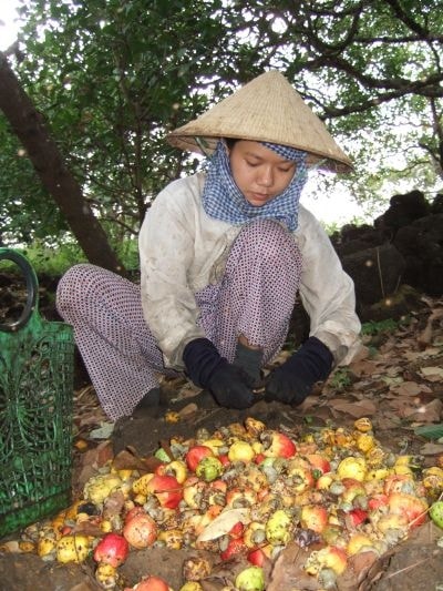 Cần thành lập chuỗi liên kết để phát triển ngành sản xuất điều